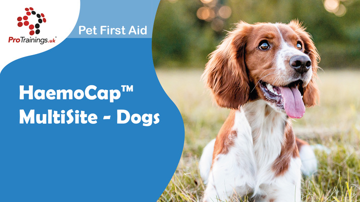 Watch Pet First Aid Instructor Level 3 (VTQ) - Online Blended Part 1 ...